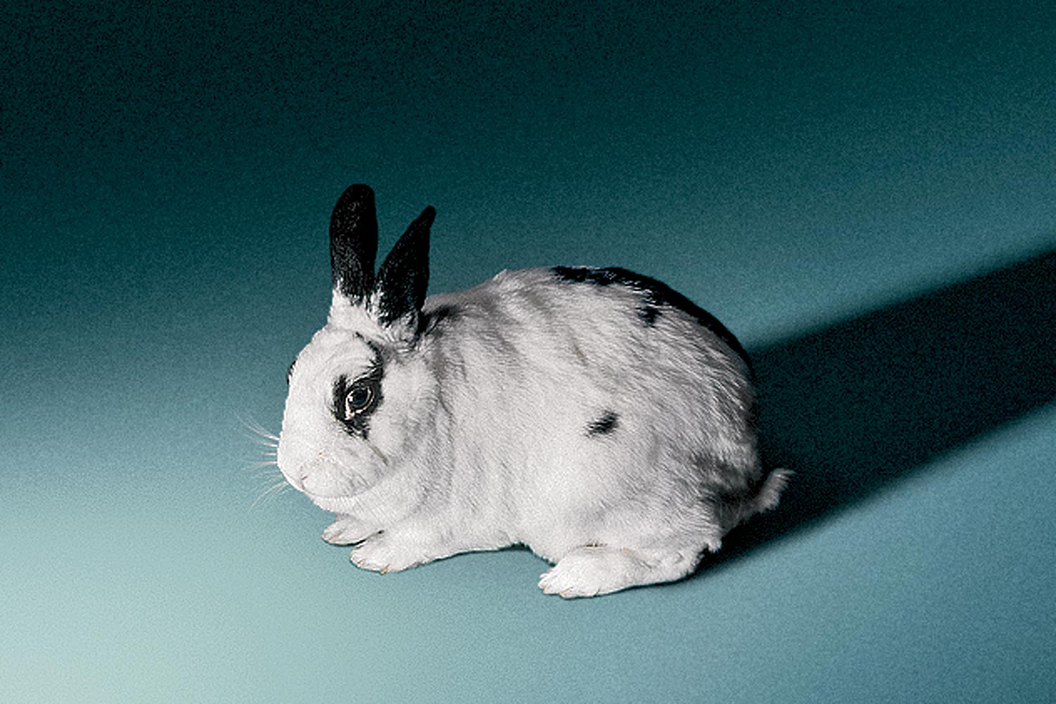 Why You Should Never Get Your Kid a Rabbit for Easter – Chicago Magazine