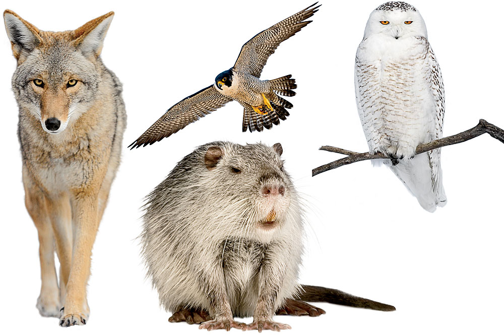 Where to See Local Wildlife in Chicago – Chicago Magazine