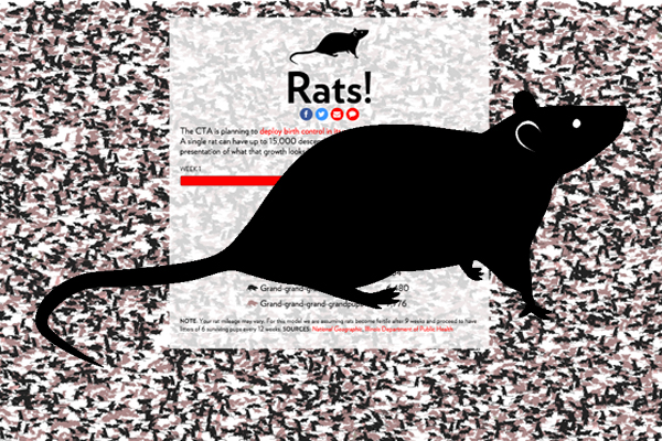 Rat Population Growth Model – Chicago Magazine