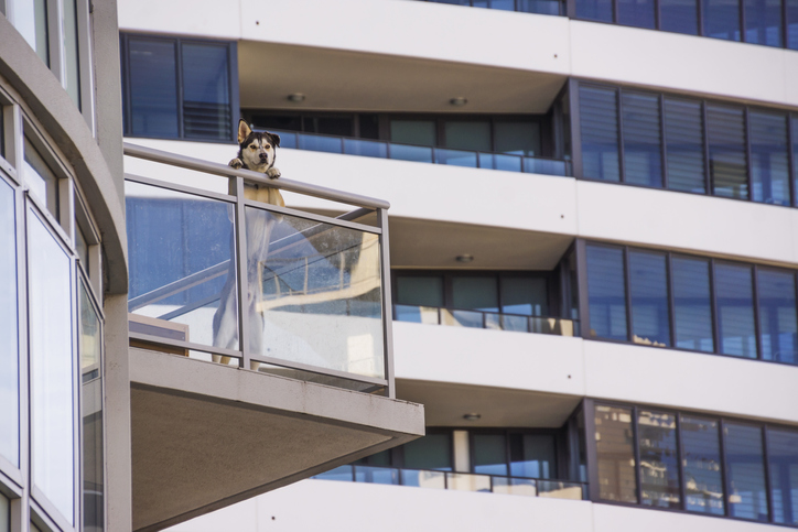 How to Create a Pet-Safe Balcony – Chicago Magazine
