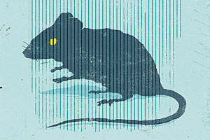 With Help from Rats, NU Neuroscientist Closes In on Depression ...