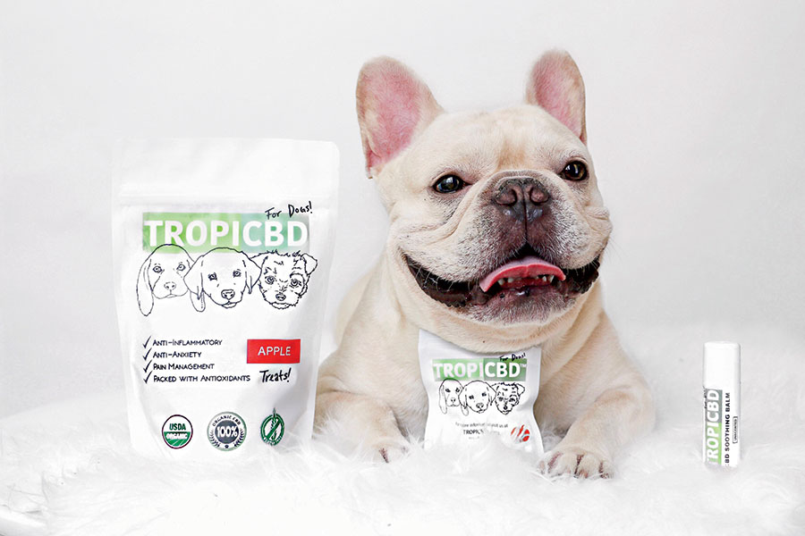 Six Ways to Get Your CBD Fix – Chicago Magazine