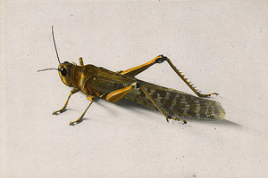 What a Plague of Locusts Looks Like – Chicago Magazine