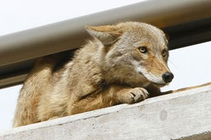 How Do You Rehabilitate an Urban Coyote? – Chicago Magazine