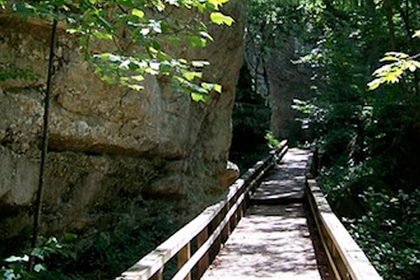 What to Do This Weekend: Stroll Through Streets of Trees in Makanda ...