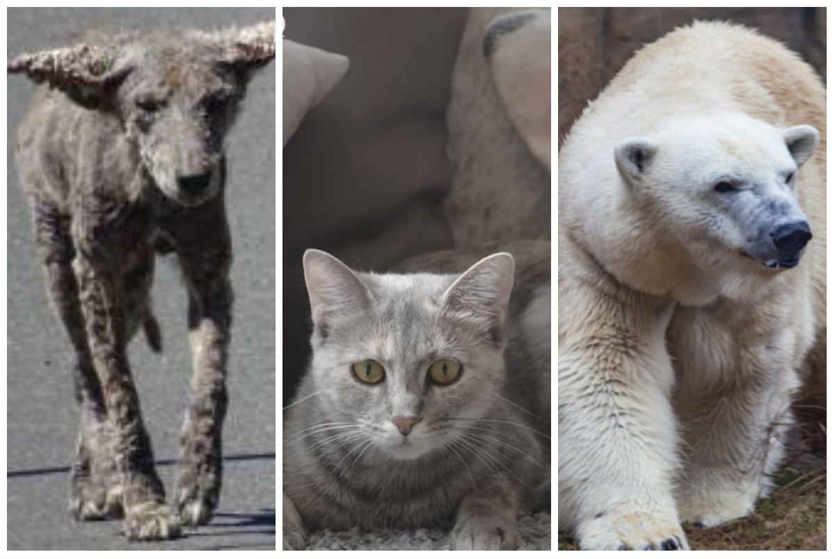 Chicago’s Quirky Year in Creatures – Chicago Magazine