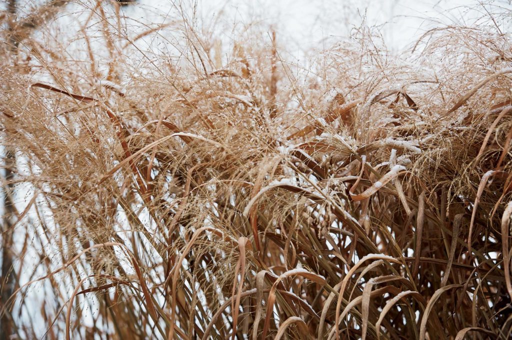 Develop an Appreciation for Dead Grass – Chicago Magazine