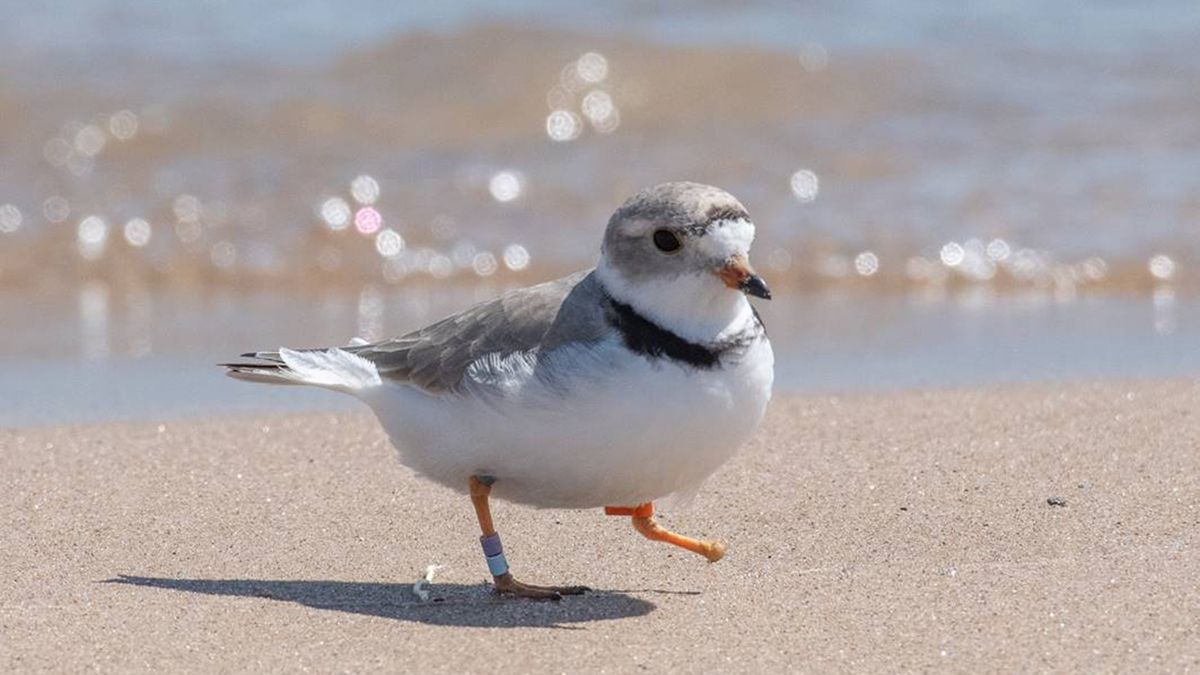 Piping Plovers at Montrose Beach – Chicago Magazine