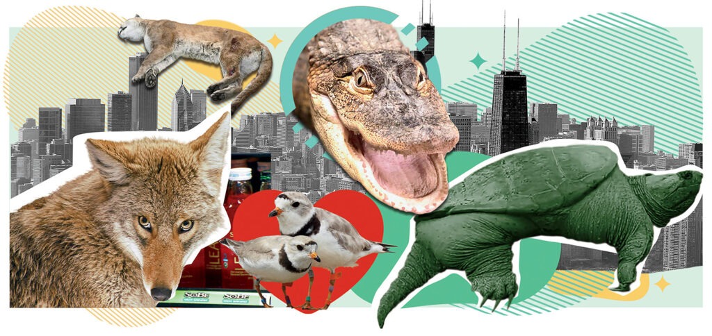 A Short History of Chicago’s Wildlife Celebrities – Chicago Magazine