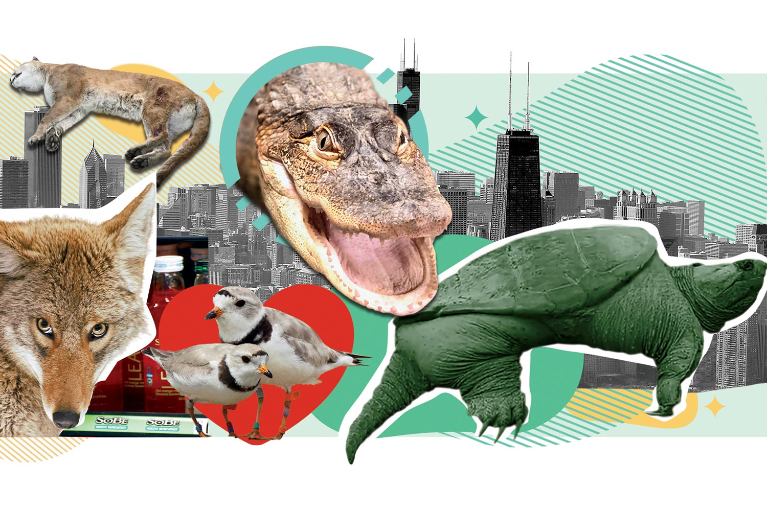A Short History of Chicago’s Wildlife Celebrities – Chicago Magazine