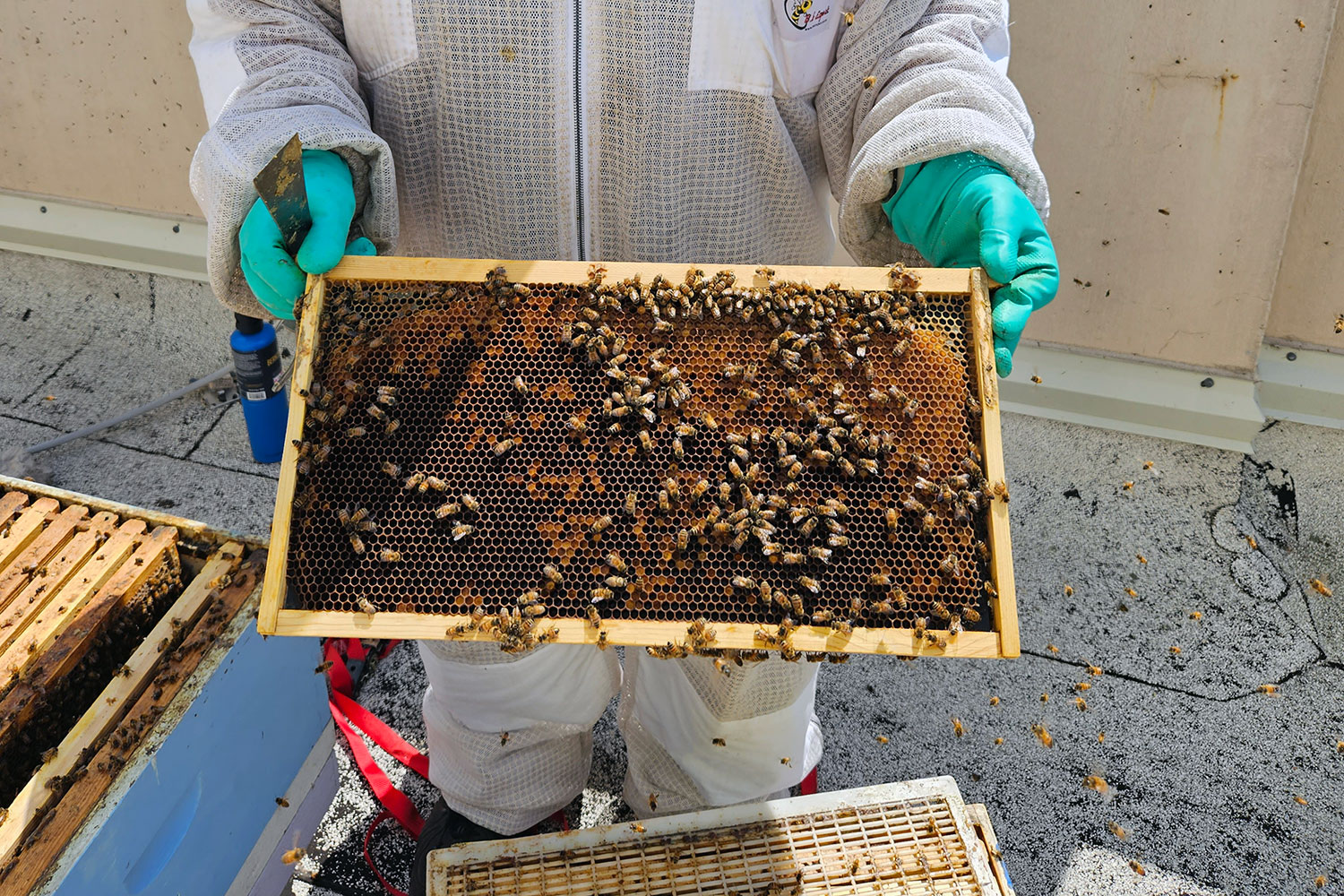 The Admiral’s Bees Are Picking Up the Slack – Chicago Magazine