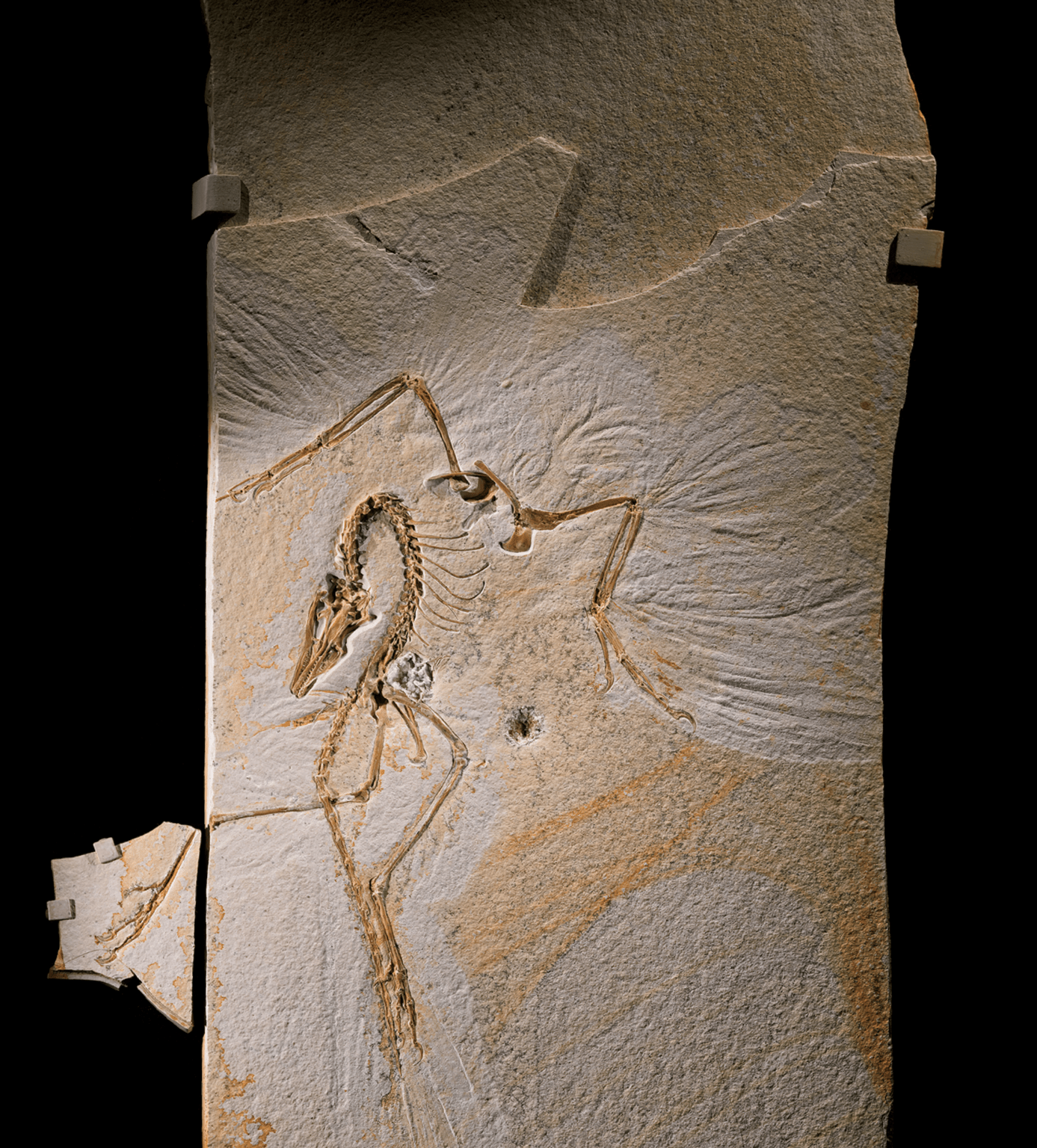 The Chicago Archaeopteryx – Chicago Magazine